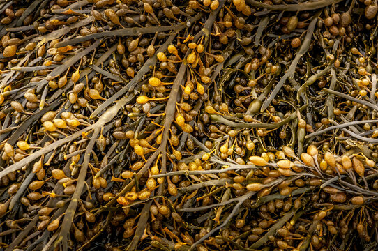 รูปภาพHaptera – เลือกดูภาพถ่ายสต็อก เวกเตอร์ และวิดีโอ1,426 | Adobe Stock