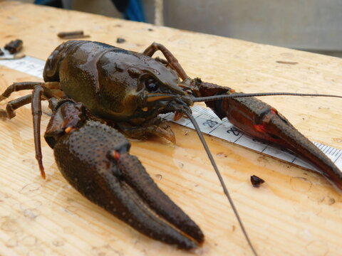 Astacidea Bilder – Durchsuchen 110 Archivfotos, Vektorgrafiken und ...