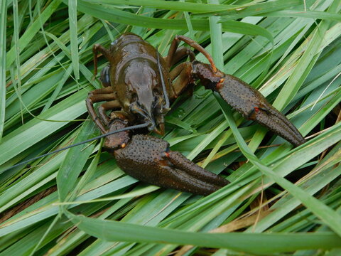 Astacidea bilder – Bläddra bland 111 stockfoton, vektorer och videor ...