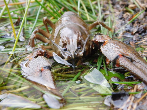 Astacidea Bilder – Durchsuchen 110 Archivfotos, Vektorgrafiken und ...