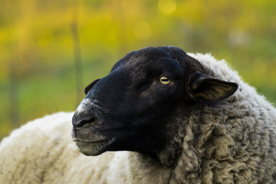 รูปภาพOveja – เลือกดูภาพถ่ายสต็อก เวกเตอร์ และวิดีโอ4,085 | Adobe Stock