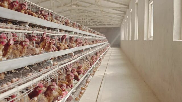 "Chicken Cage" Bilder – Durchsuchen 124 Archivfotos, Vektorgrafiken und ...