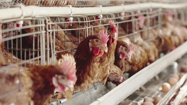 "Chicken Cage" Images – Parcourir 135 le catalogue de photos, vecteurs ...