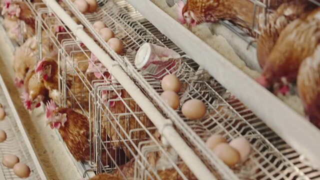 "Chicken Cage" Bilder – Durchsuchen 124 Archivfotos, Vektorgrafiken und ...