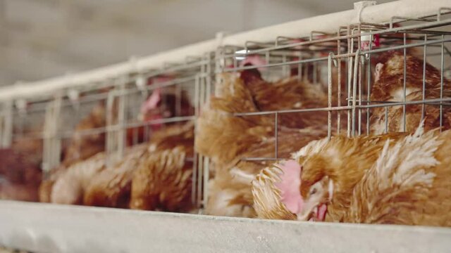 "Chicken Cage" Images – Parcourir 124 le catalogue de photos, vecteurs ...