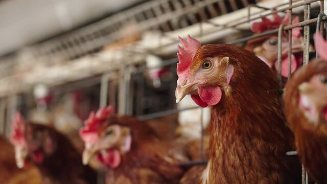 "Chicken Cage"-Bilder: Stock-Fotos & -Videos. | Adobe Stock
