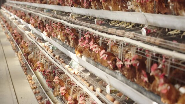 "Chicken Cage" - Images et vidéos libres de droits | Adobe Stock