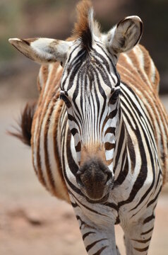 รูปภาพRayado – เลือกดูภาพถ่ายสต็อก เวกเตอร์ และวิดีโอ5,154 | Adobe Stock