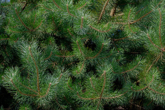 Pinoideae Images – Browse 606 Stock Photos, Vectors, and Video | Adobe ...