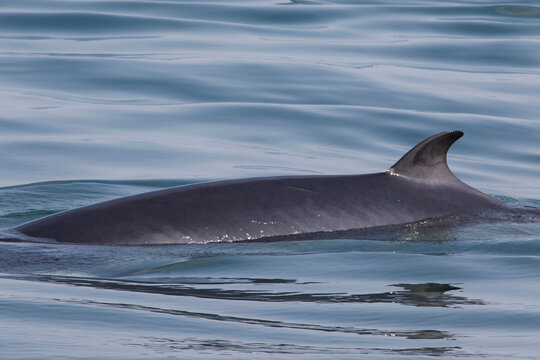 Zwergwal Bilder – Durchsuchen 232 Archivfotos, Vektorgrafiken und ...