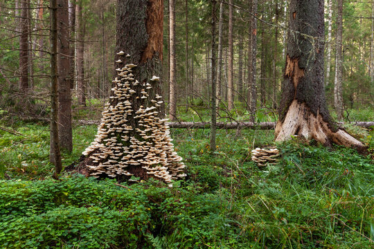 Unedible bilder – Bläddra bland 493 stockfoton, vektorer och videor ...