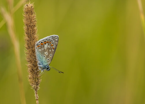 Imágenes de Motyl: descubre bancos de fotos, ilustraciones, vectores y ...