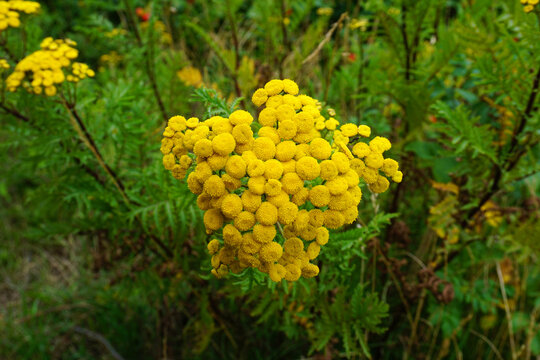 Garbe bilder – Bläddra bland 1,438 stockfoton, vektorer och videor ...