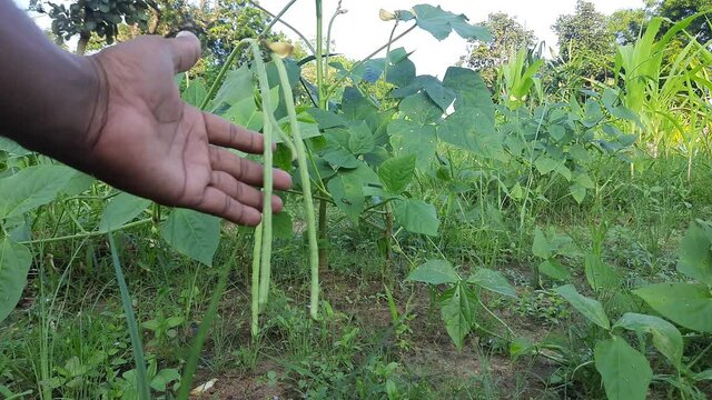 Cowpea Field