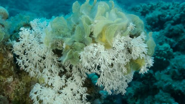 Heteroxenia Imagens – Procure 90 fotos, vetores e vídeos | Adobe Stock