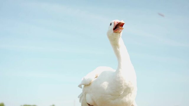 Angry Goose Images – Browse 1,408 Stock Photos, Vectors, and Video ...