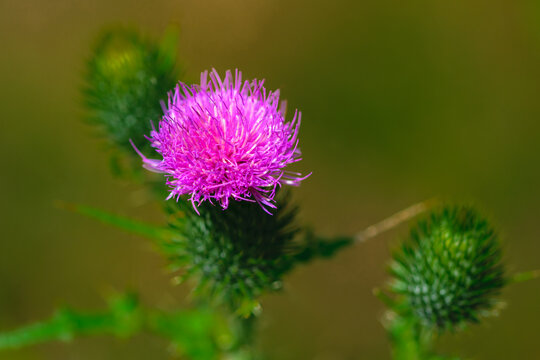 Purper Bilder – Durchsuchen 57 Archivfotos, Vektorgrafiken und Videos ...
