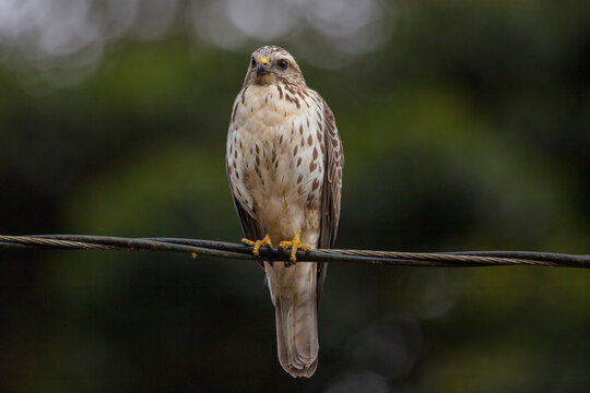 「Alcon」の画像 - 175 件の Stock 写真、ベクターおよびビデオ | Adobe Stock
