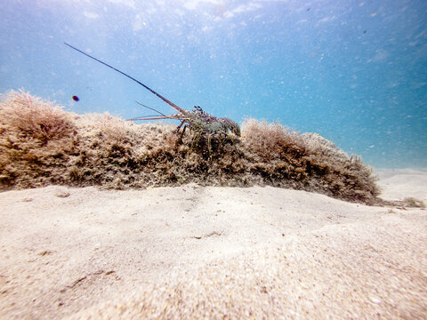 Spiny Lobster Migration