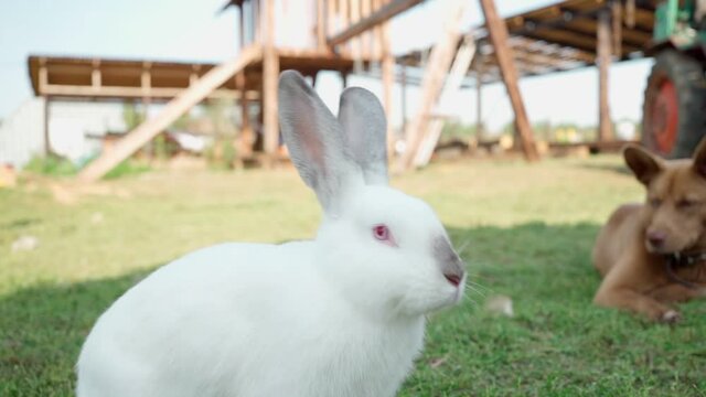 "Animals Breeding" Imagens – Procure 218 fotos, vetores e vídeos ...