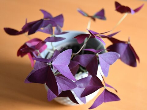 รูปภาพTriangularis – เลือกดูภาพถ่ายสต็อก เวกเตอร์ และวิดีโอ1,233 ...