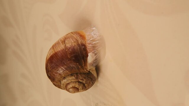 Sleeping Snail Images – Browse 1,466 Stock Photos, Vectors, and Video ...