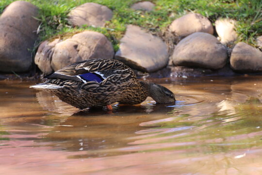 รูปภาพFelse – เลือกดูภาพถ่ายสต็อก เวกเตอร์ และวิดีโอ290 | Adobe Stock