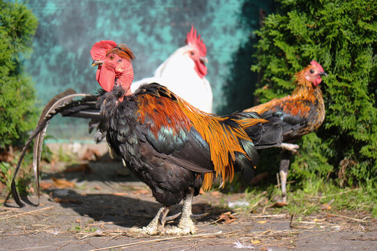 รูปภาพKury – เลือกดูภาพถ่ายสต็อก เวกเตอร์ และวิดีโอ653 | Adobe Stock