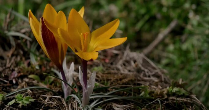 Crocus Video Footage – Browse 5,836 HD Stock Video and Footage | Adobe ...