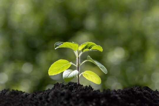 รูปภาพTulasi – เลือกดูภาพถ่ายสต็อก เวกเตอร์ และวิดีโอ1,256 | Adobe Stock