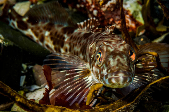 「Ling」の画像 - 14,288 件の Stock 写真、ベクターおよびビデオ | Adobe Stock