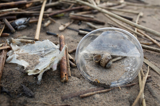 Snail Bed Bilder – Durchsuchen 722 Archivfotos, Vektorgrafiken und ...