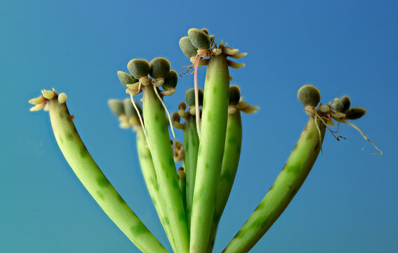 Imágenes de Cladophyll: descubre bancos de fotos, ilustraciones ...