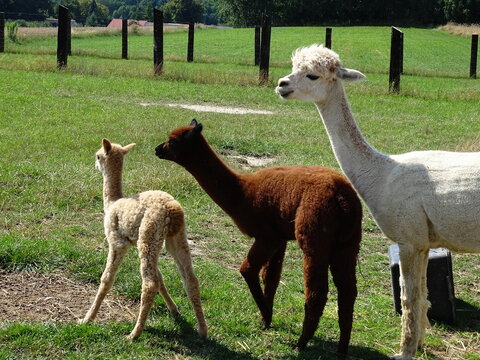 Alpaki Images – Browse 47 Stock Photos, Vectors, and Video | Adobe Stock