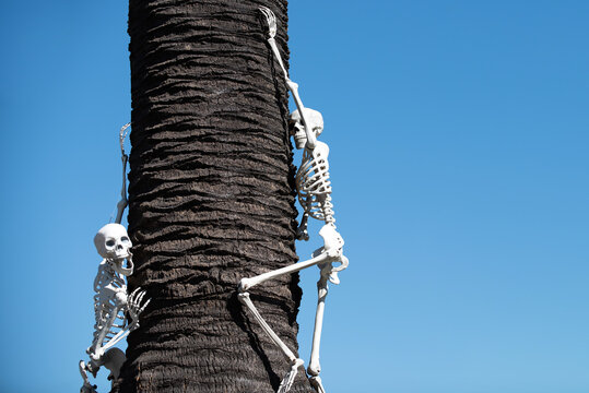 รูปภาพSkelleton – เลือกดูภาพถ่ายสต็อก เวกเตอร์ และวิดีโอ668 | Adobe Stock