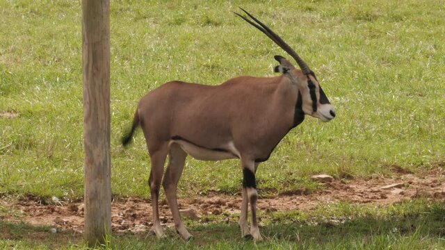 Eland Video Footage – Browse 716 HD Stock Video and Footage | Adobe Stock