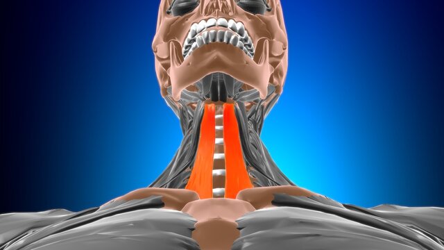 Sternohyoid Muscle Diagram