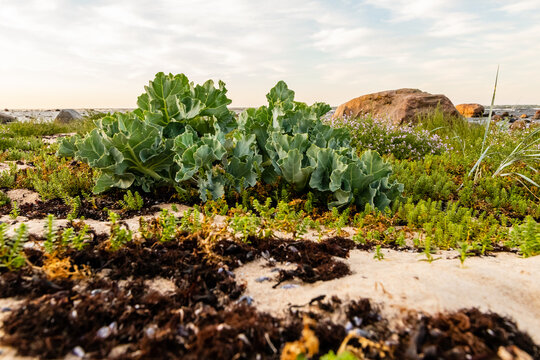 รูปภาพHalophytic – เลือกดูภาพถ่ายสต็อก เวกเตอร์ และวิดีโอ150 | Adobe Stock