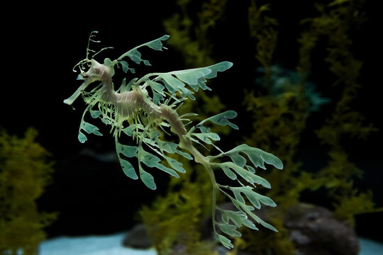 รูปภาพMimicry – เลือกดูภาพถ่ายสต็อก เวกเตอร์ และวิดีโอ44,268 | Adobe Stock