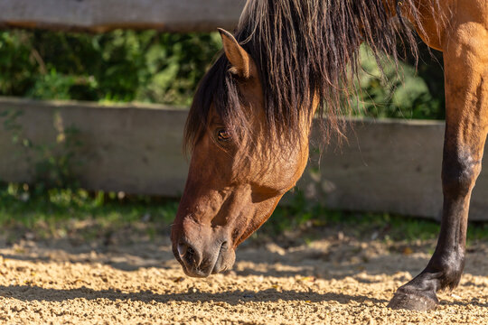 「Falbe」の画像 - 948 件の Stock 写真、ベクターおよびビデオ | Adobe Stock