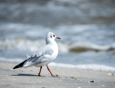 Happy Seagull Bilder – Durchsuchen 13,413 Archivfotos, Vektorgrafiken ...