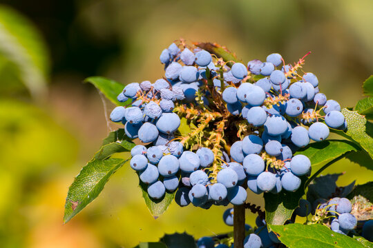 「Berberry」の画像 - 434 件の Stock 写真、ベクターおよびビデオ | Adobe Stock