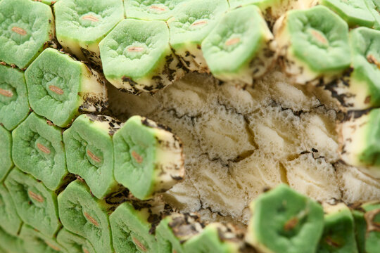 Inured Bilder – Durchsuchen 1,824 Archivfotos, Vektorgrafiken und ...