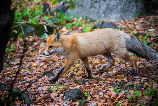 Schlaufuchs Bilder – Durchsuchen 12,270 Archivfotos, Vektorgrafiken und ...