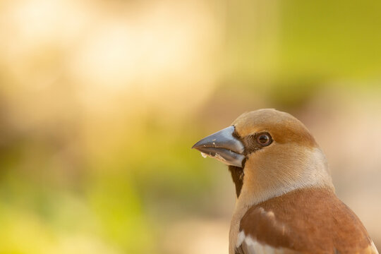 Gros-Bec Images – Browse 68 Stock Photos, Vectors, and Video | Adobe Stock