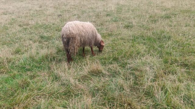 Ovine Video Footage – Browse 530 HD Stock Video and Footage | Adobe Stock