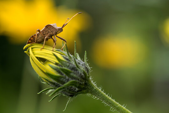 Pluskwiak Images – Browse 244 Stock Photos, Vectors, and Video | Adobe ...