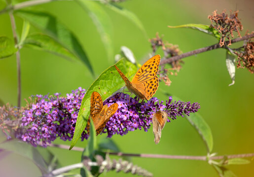Aglaja Images – Parcourir 571 le catalogue de photos, vecteurs et vidéos | Adobe Stock