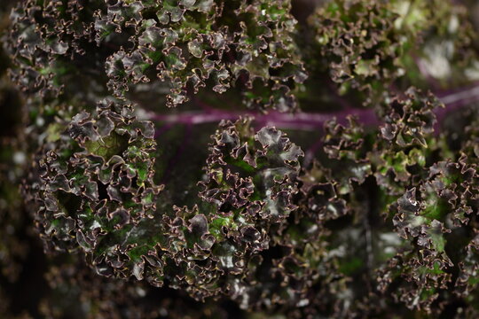 รูปภาพBraunkohl – เลือกดูภาพถ่ายสต็อก เวกเตอร์ และวิดีโอ118,821 | Adobe ...