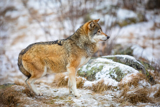 "Canis Lupus Lupus" Bilder – Durchsuchen 4,980 Archivfotos ...